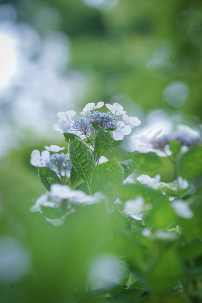 Delicate White and Purple Flowers with Bokeh | nature photo by Kiyofumi ...