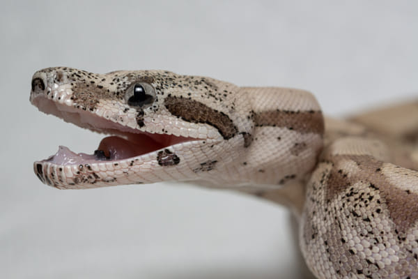 Close Up of a Snake with Open Mouth | nature photo by Ken Baumgarten ...