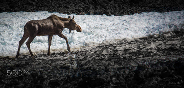 Moose by _Neo_World_ | 500px