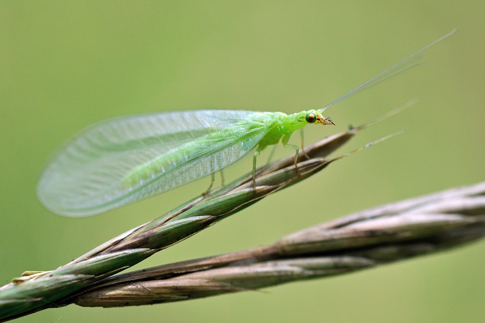 Crisopa by Stefano Trucco / 500px