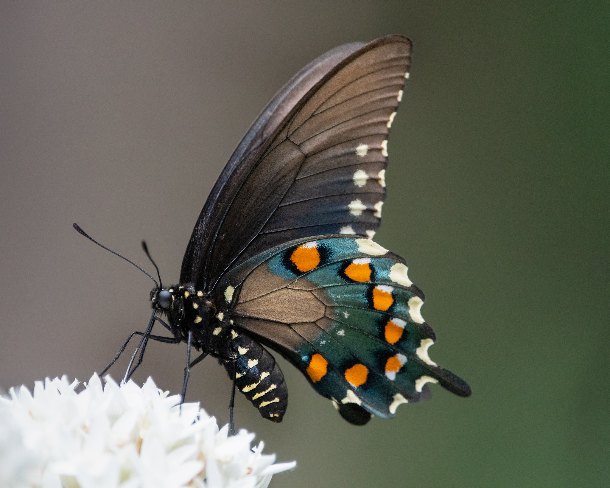 Pipevine Swallowtail by Kenton Miller / 500px