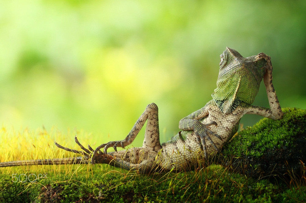 Relax like a boss by Roni Hendrawan / 500px