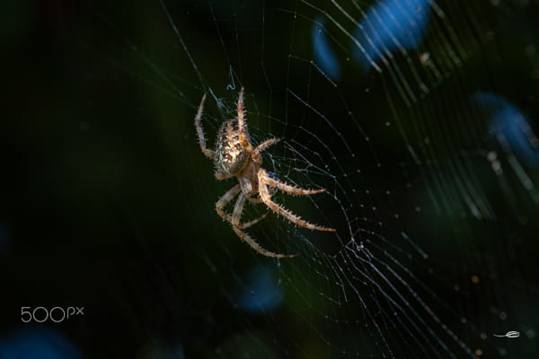 Spider by Christoph Seiffert | 500px