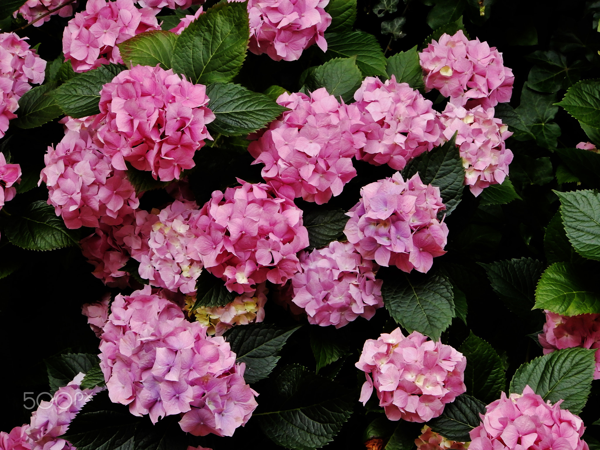 Hydrangeas by David Norris-Kay | 500px