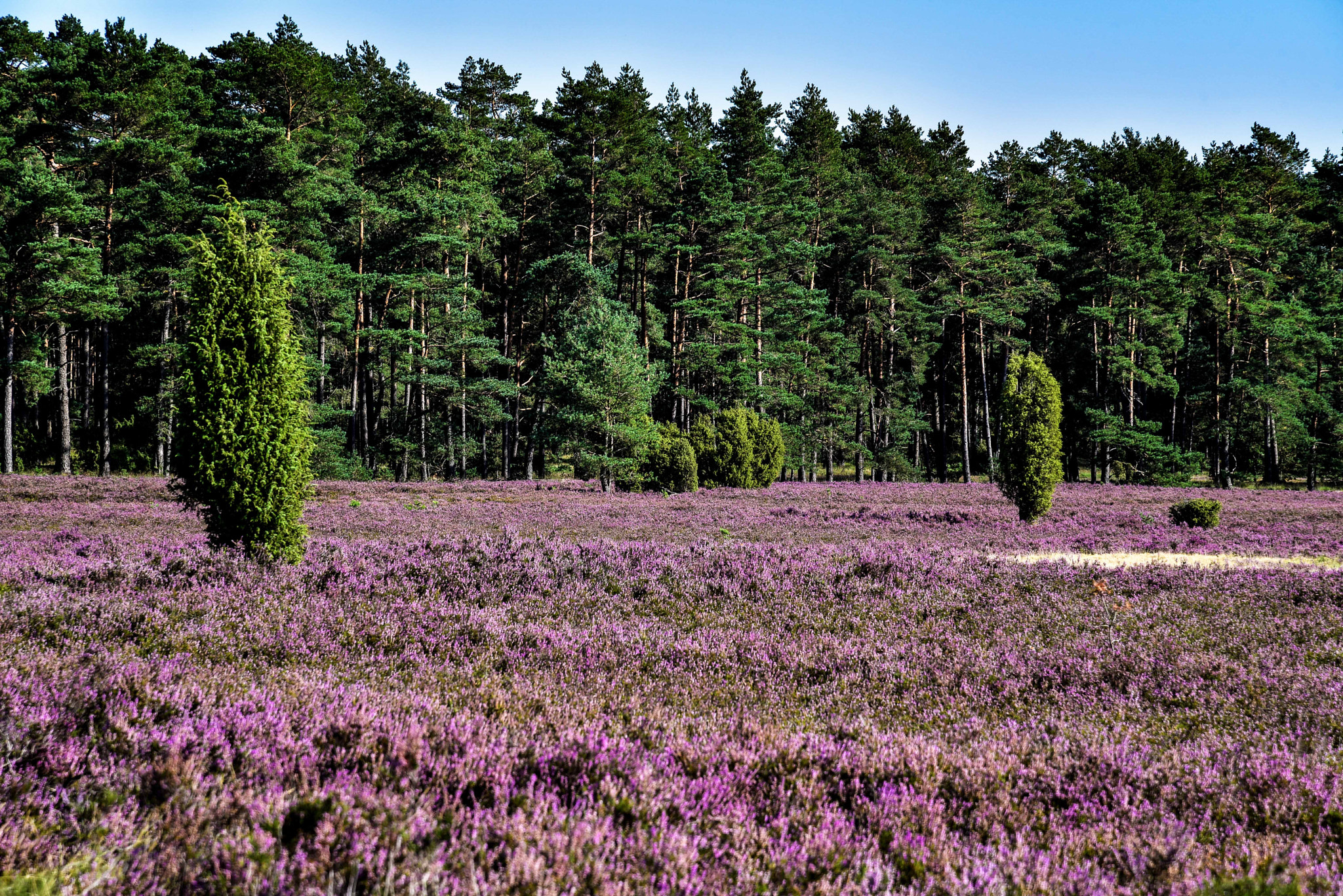 Purple Heather Field with Pine Trees Under Blue Sky | landscape photo ...