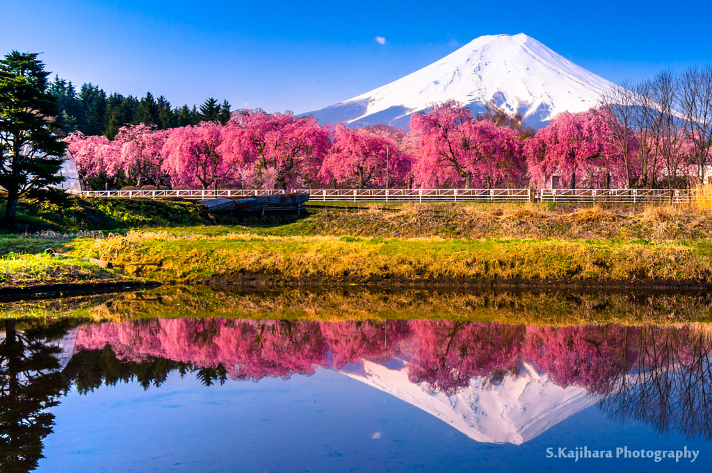 Reflection of a weeping cherry tree by Sotaro Kajihara / 500px