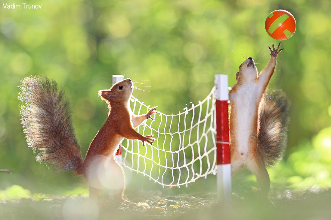 Squirrel Volleyball by Vadim Trunov / 500px