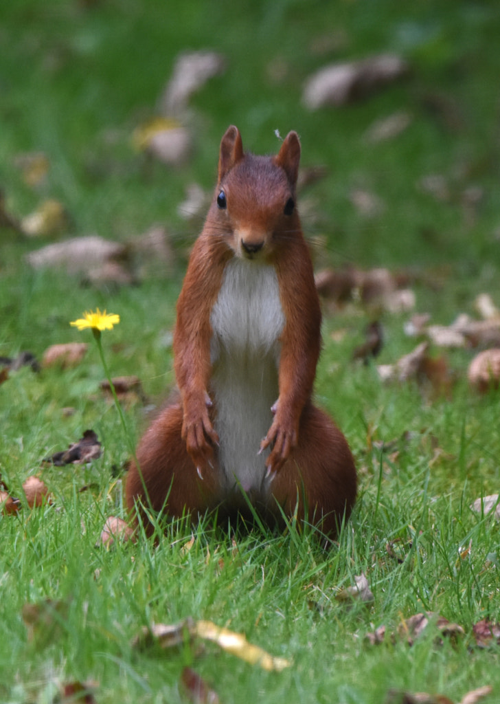 Squirrel posing prettily by Dorothea Schulz / 500px