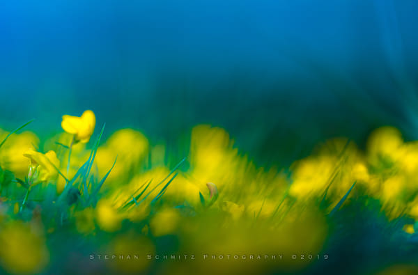 Tulips by David Kelly | 500px