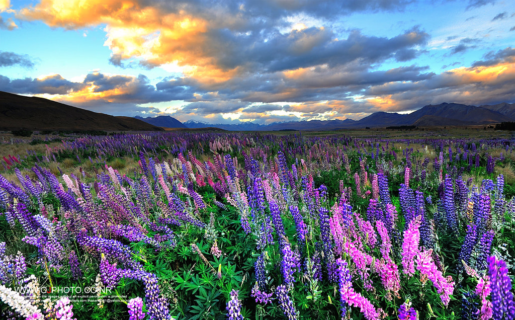 Lupin fields at Lake Tekapo New Zealand by Thanarat OJ Hirunon / 500px