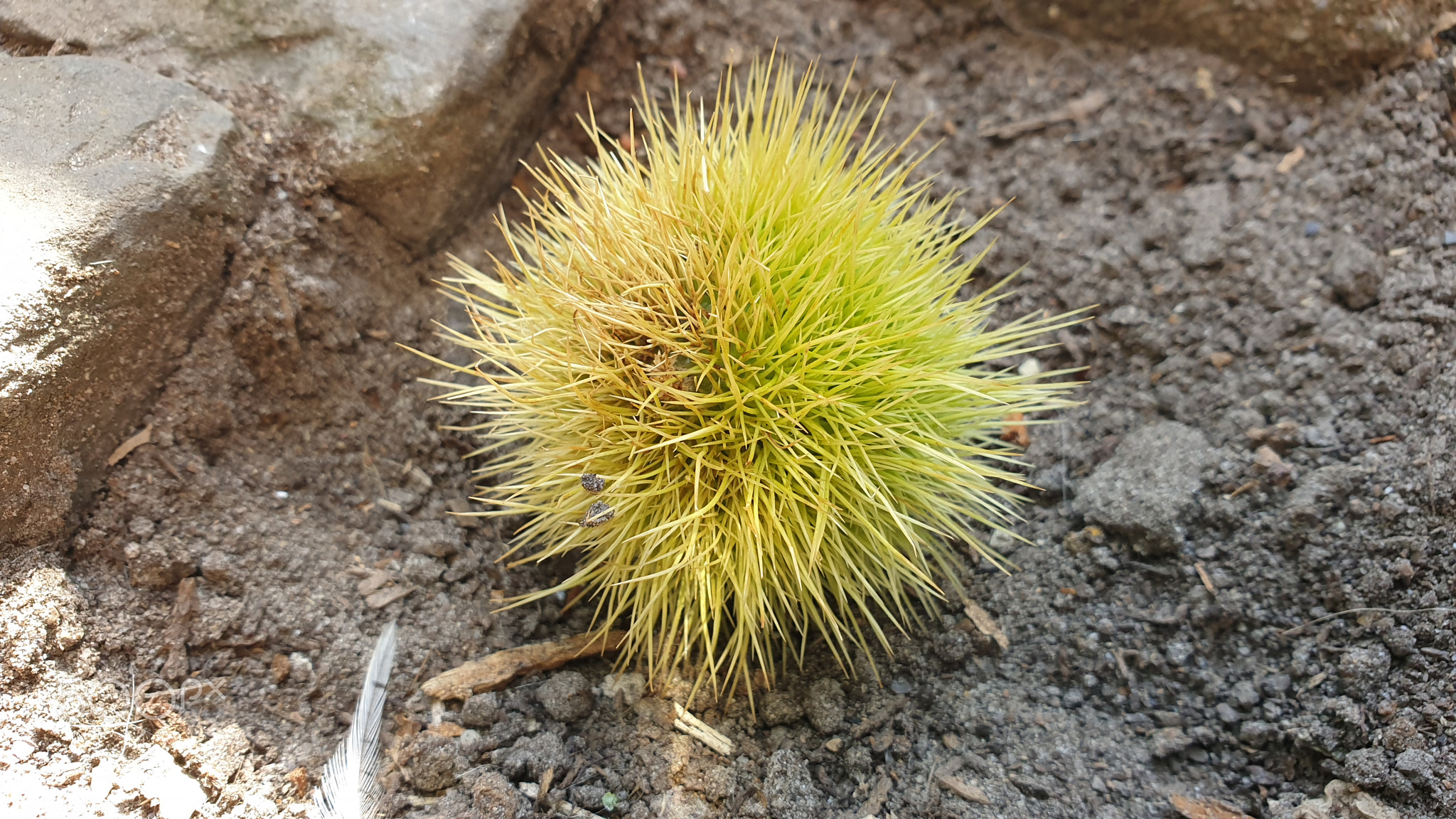 Sweet Chestnut, Dutch Tamme Kastanje by Wilco van Boxtel | 500px