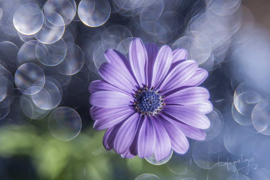 Blue flower Blues by Lafugue Logos / 500px
