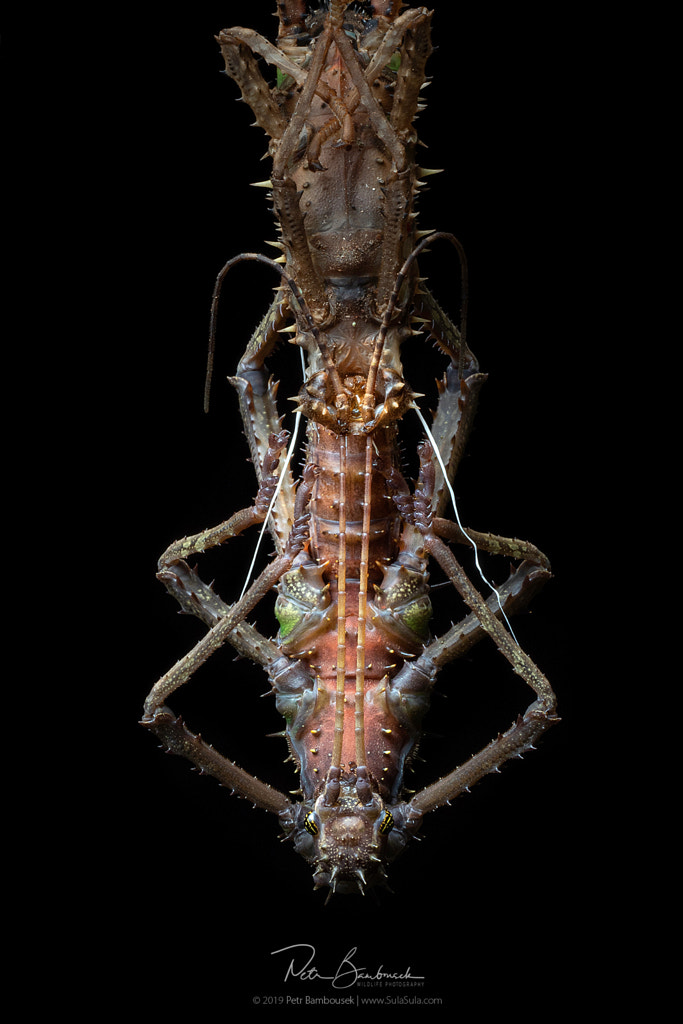 Molting Stick Insect Borneo By Petr Bambousek 500px