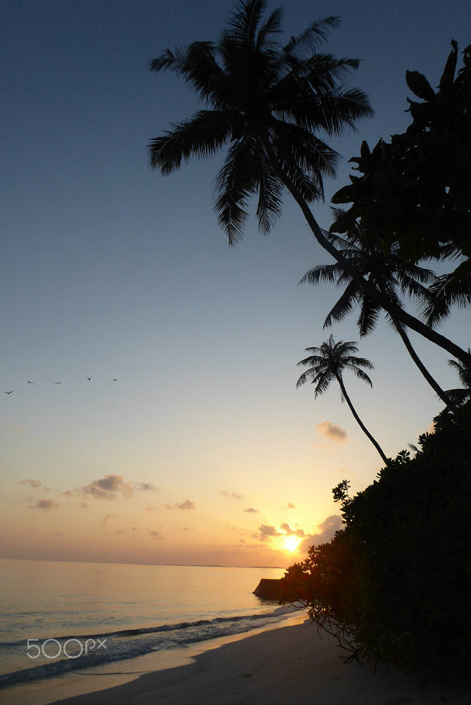 Tropical Beach Sunset with Palm Trees | landscape photo by Sabi Schnabl ...