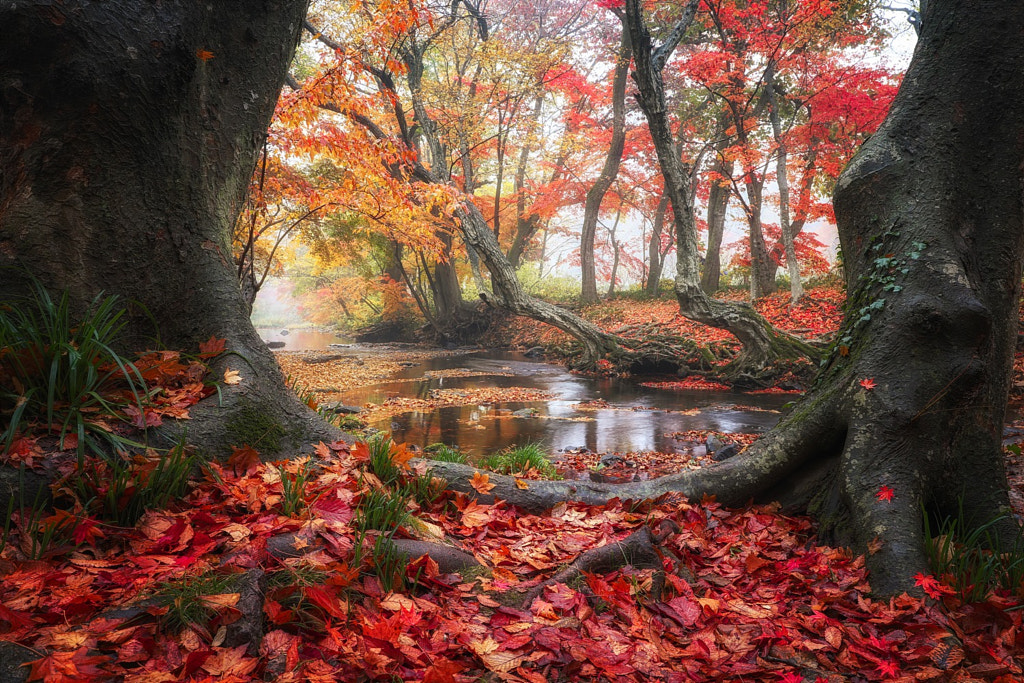 Autumn colors by Jaewoon U / 500px