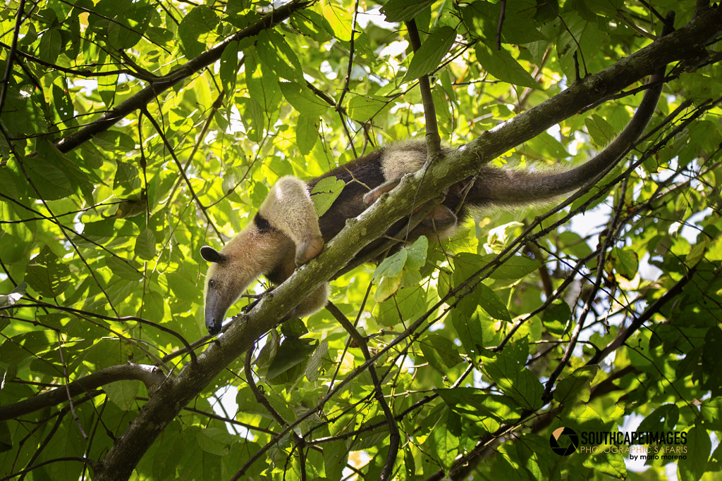 Anteater in a Tree by Mario Moreno / 500px