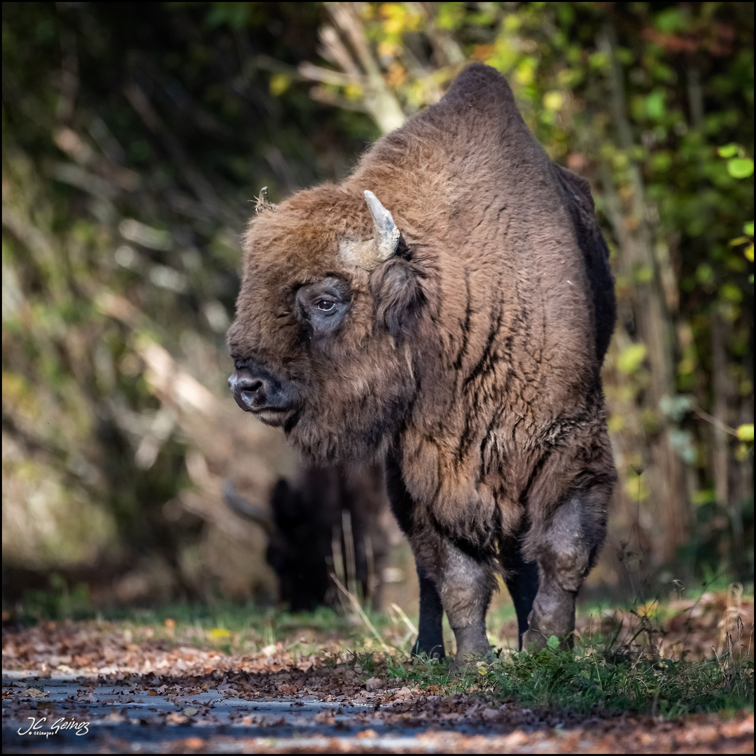 European Bison Standing in a Forest Clearing | nature photo by Jean ...