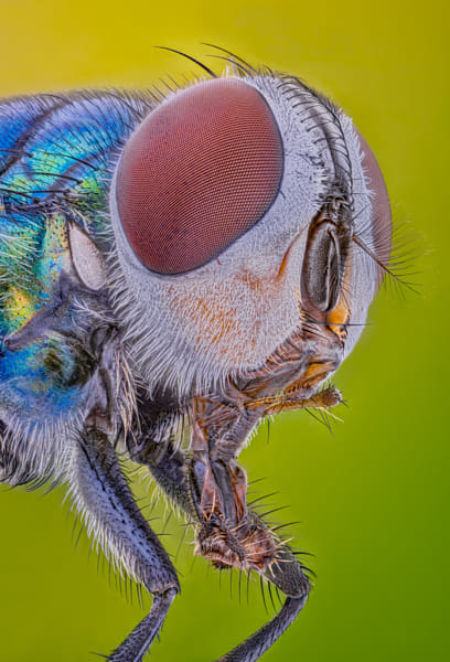 Lucy by Macrero | 500px