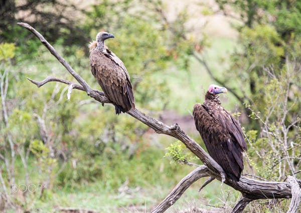 A Cape and Lappet-faced vultures sitting on a dead tree branch in the ...