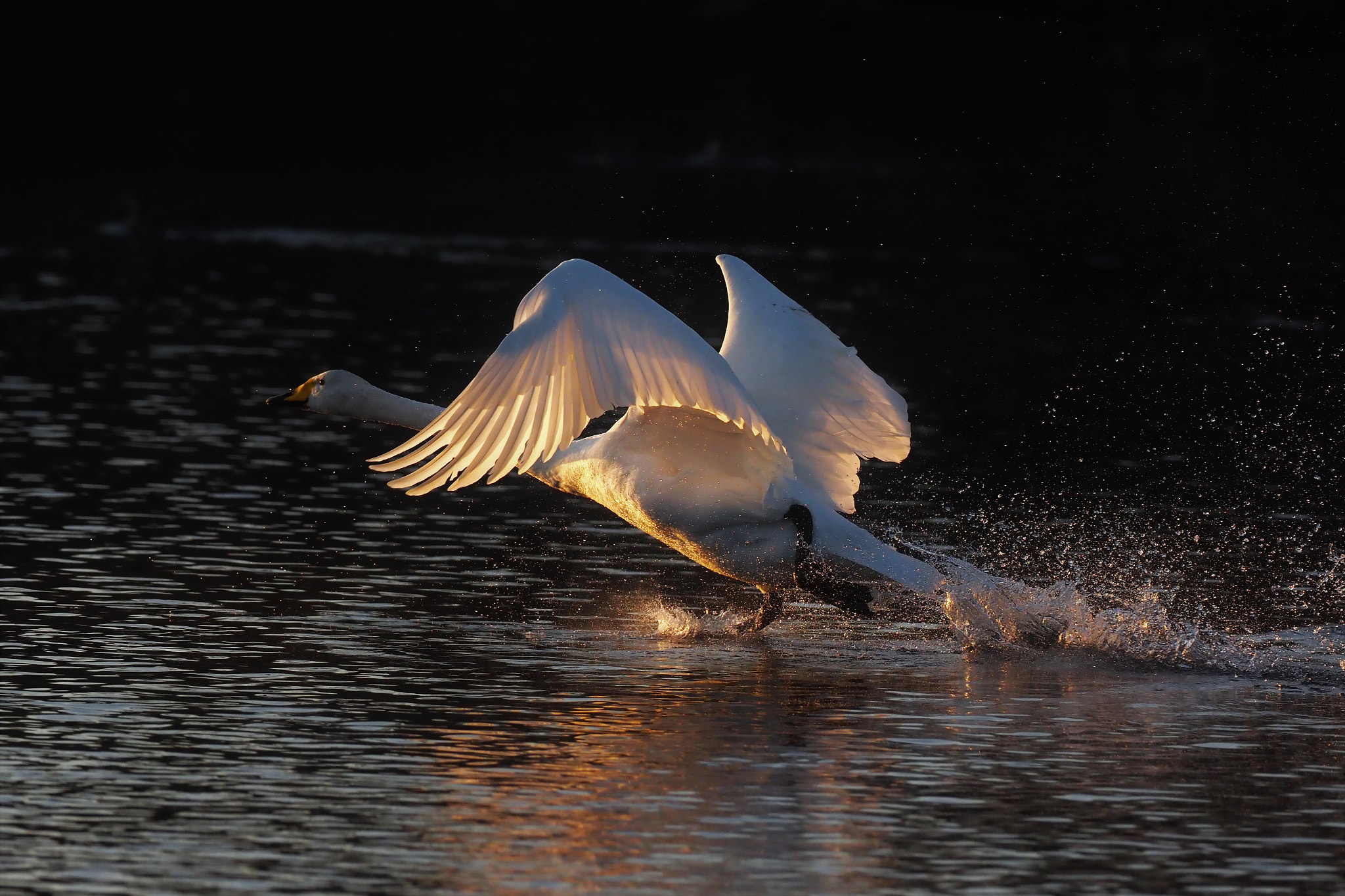White Swan Taking Flight from Water | nature photo by shoji uno | 500px