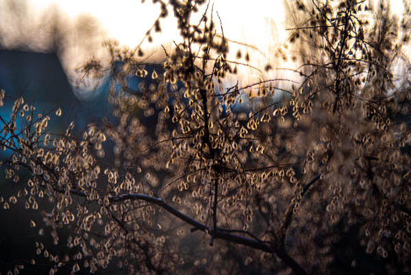 Sunlight Through Delicate Tree Branches | nature photo by Peter ...