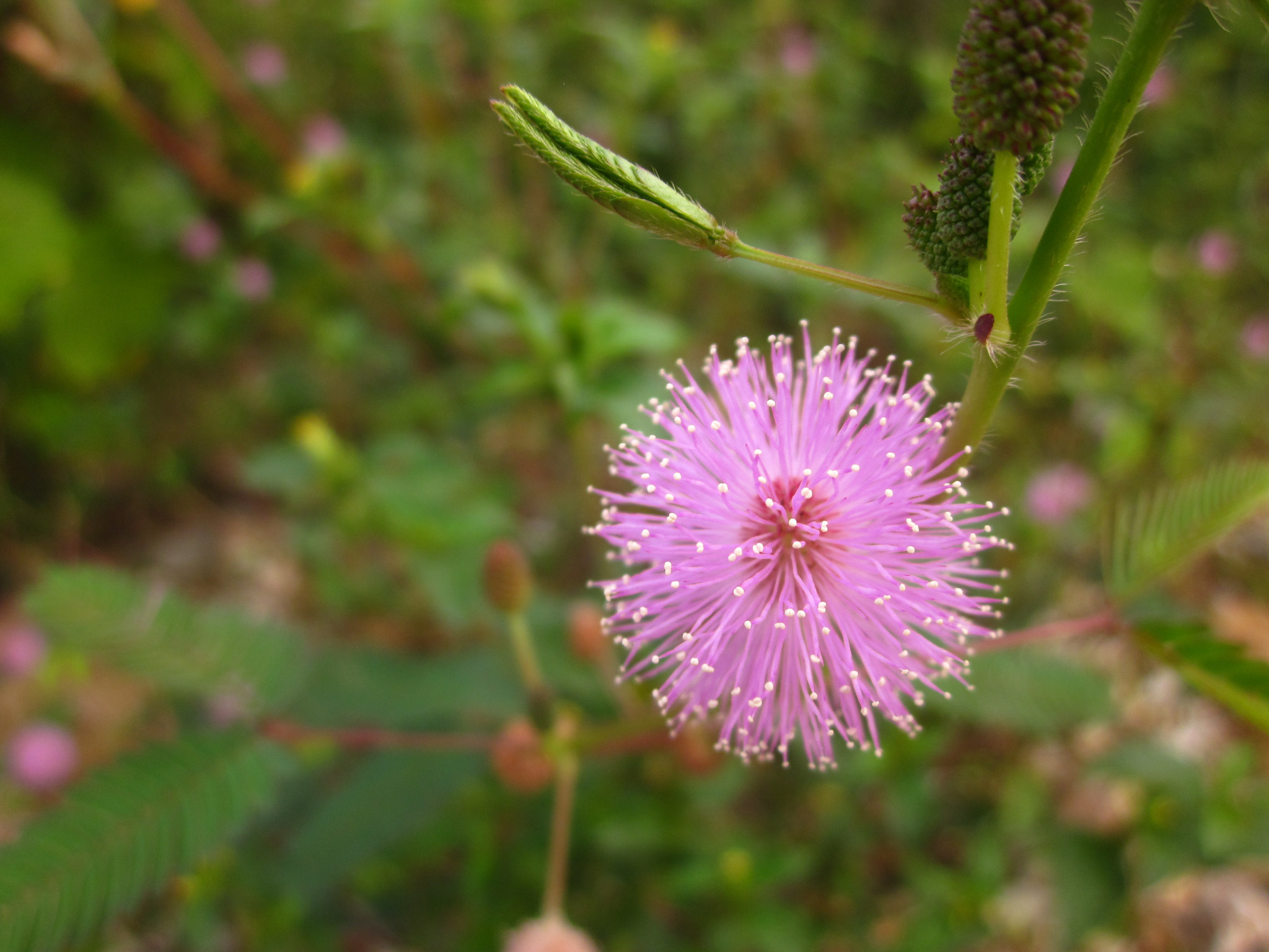 Makahiya Flower by josel juaner - Photo 100743301 / 500px