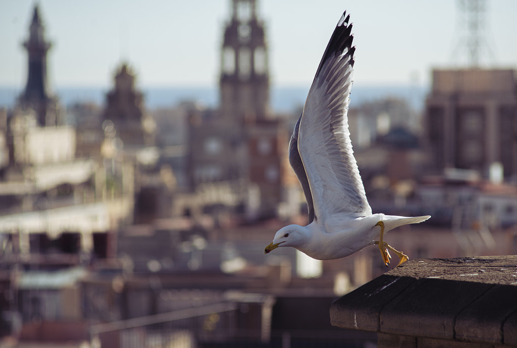 Bird taking off by cts20032581 / 500px