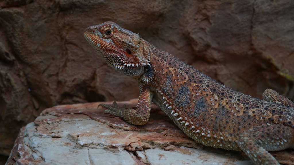 Lizards by Steven DeLuca | 500px