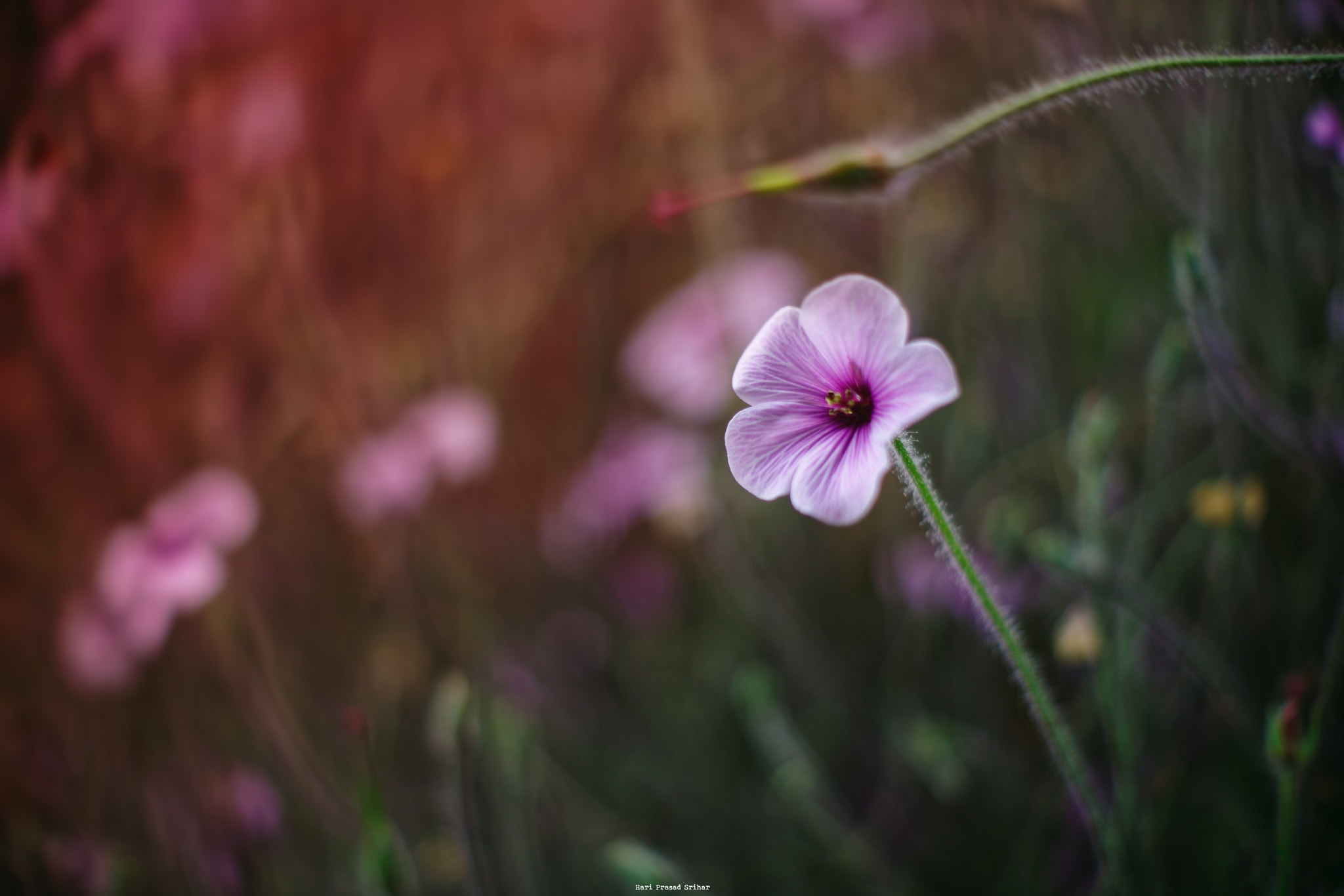 Delicate Purple Flower in a Soft Focus Field | nature photo by Hari ...