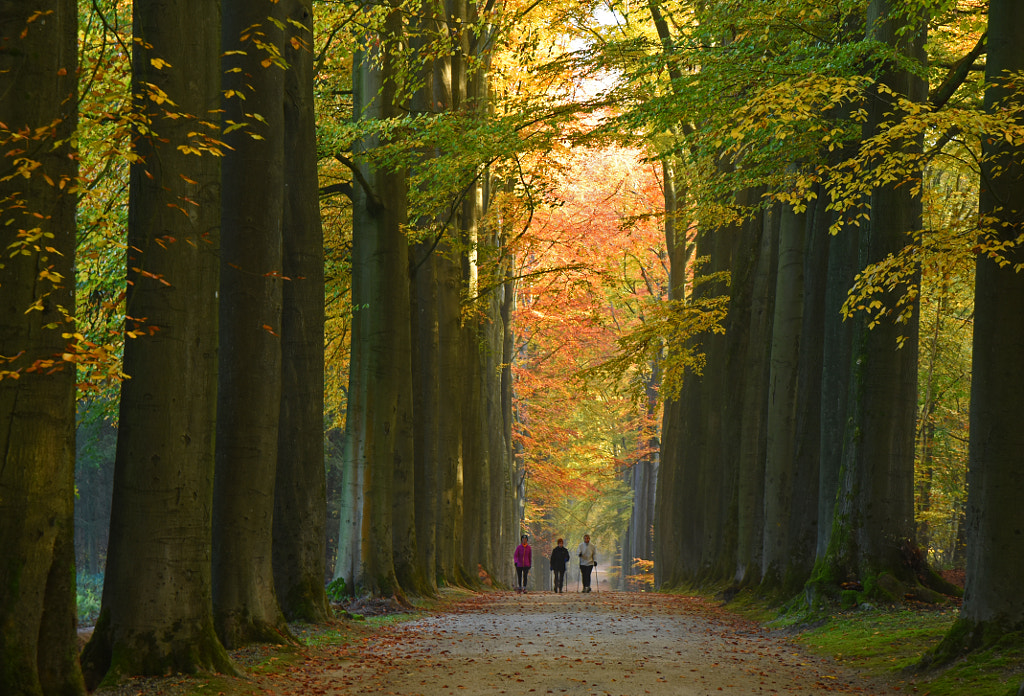 Cathedral forest by Dorothea Schulz / 500px