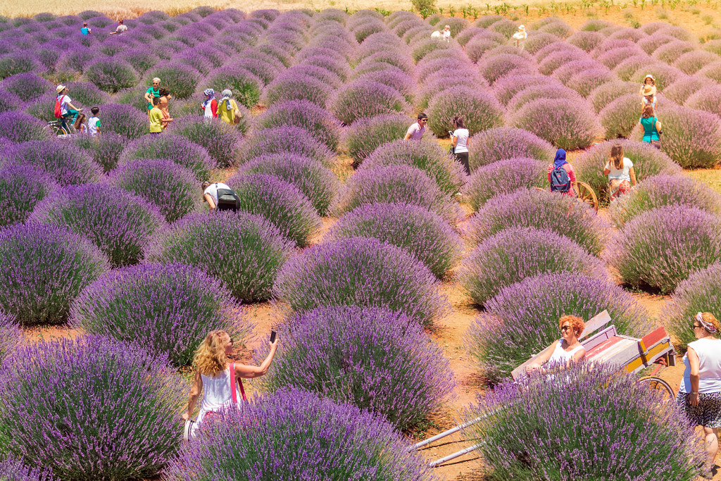 People in lavender bushes by İpek Mörel / 500px