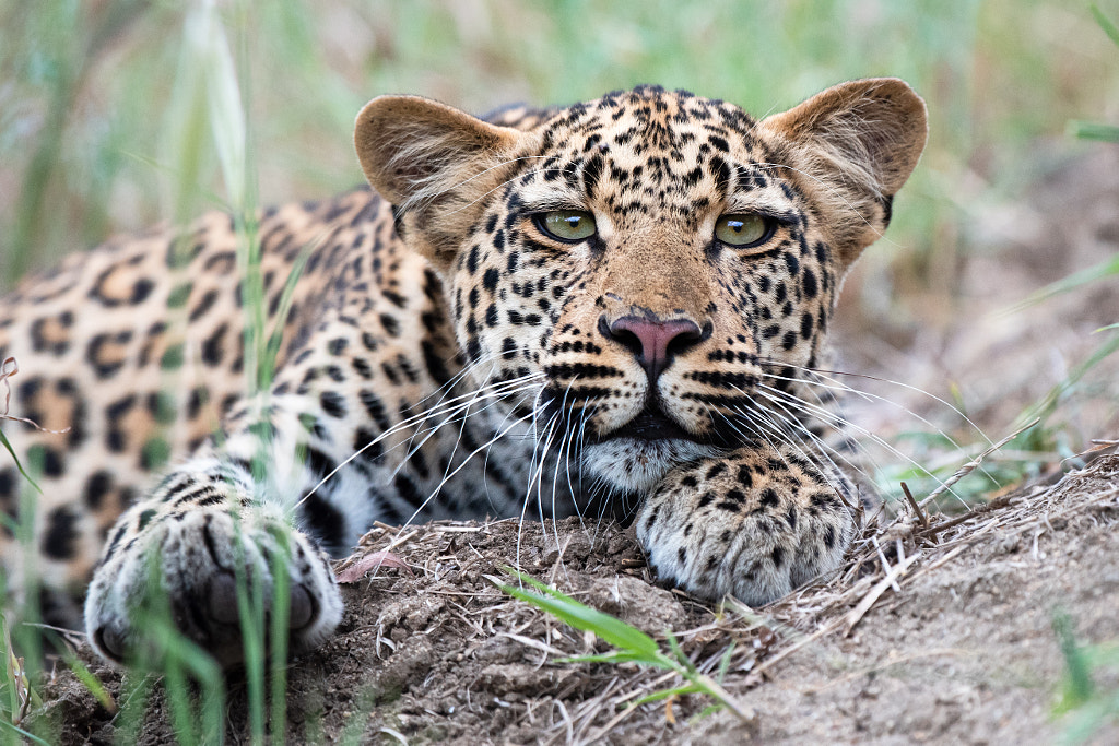 Young Leopard by Rudi Hulshof / 500px