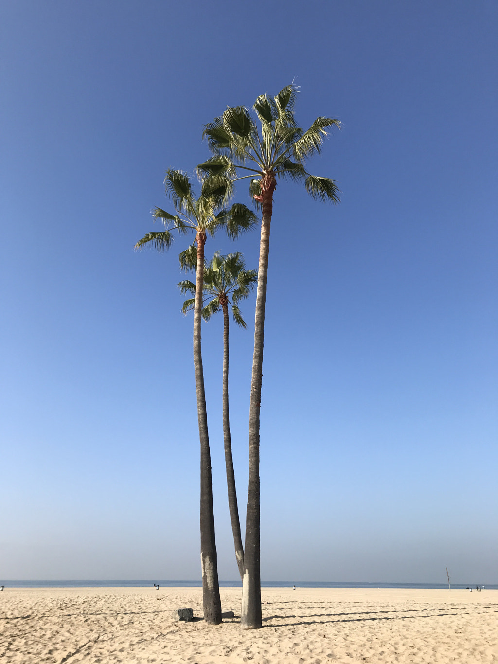 Venice Beach California by Mark Riedy / 500px