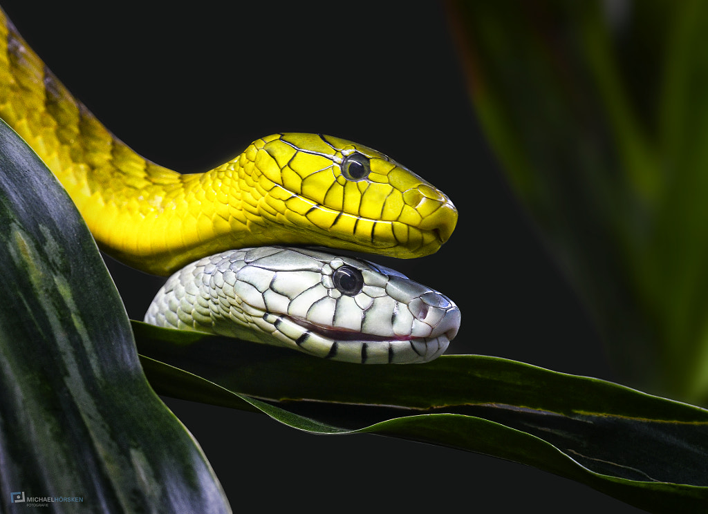 Mamba - Couple by Michael Hörsken / 500px