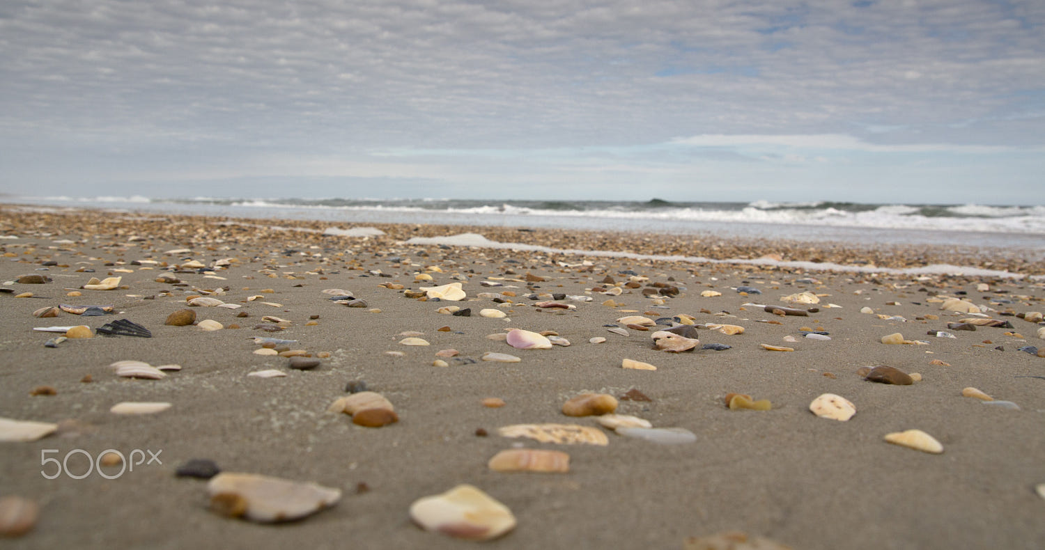 Seashells of the Outer Banks by Spencer Broschard / 500px