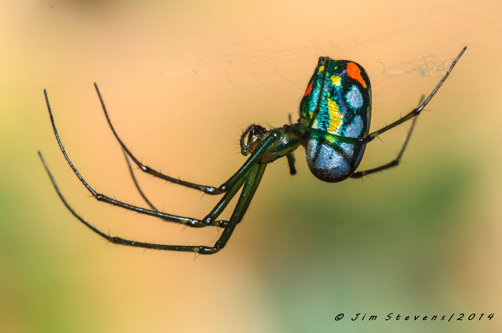 Orchard Orb Weaver Spider (Leucauge venusta) by Jim Stevens / 500px