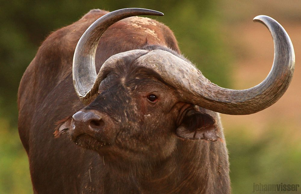 Buffalo Horn by Johann Visser / 500px