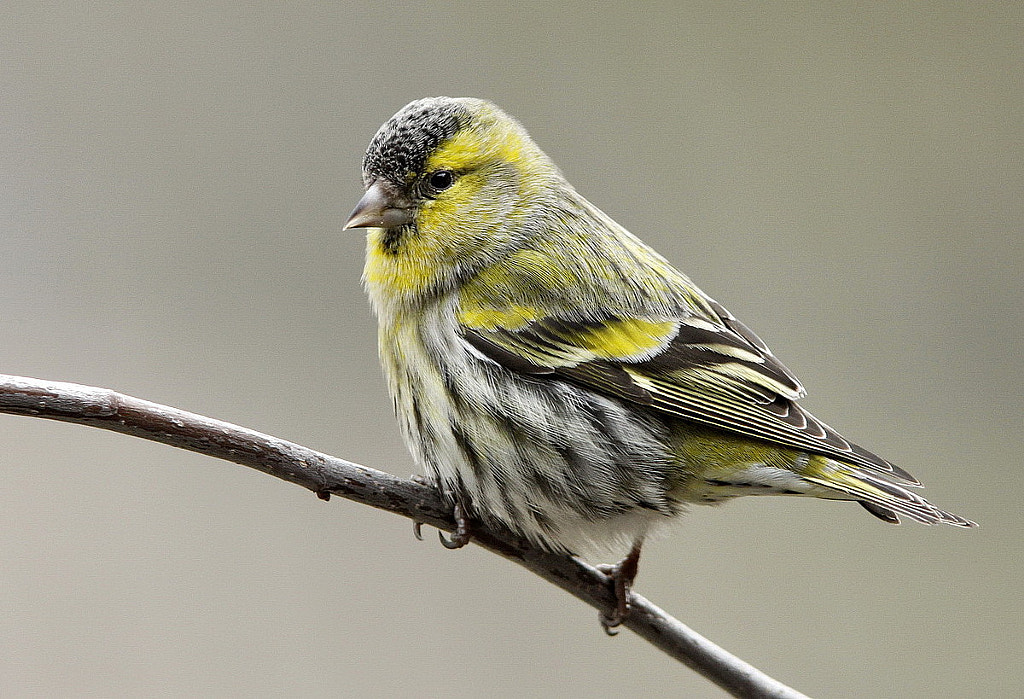 Eurasian Siskin by pieterbj van den berg / 500px