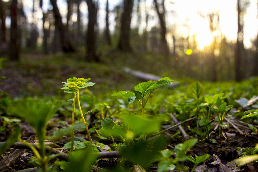 Spring... by David Kazaryan / 500px