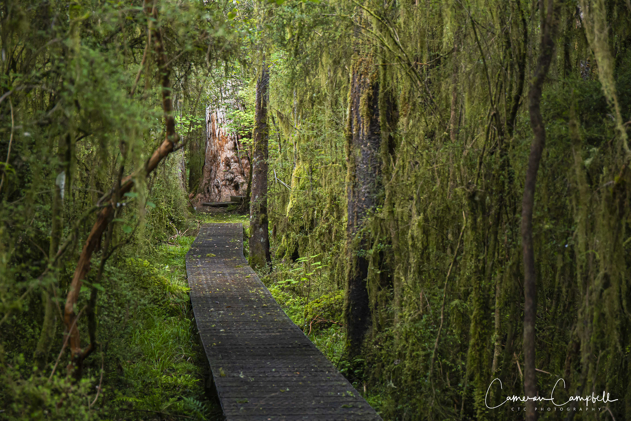 Big Totara Walk by Cameron Campbell / 500px