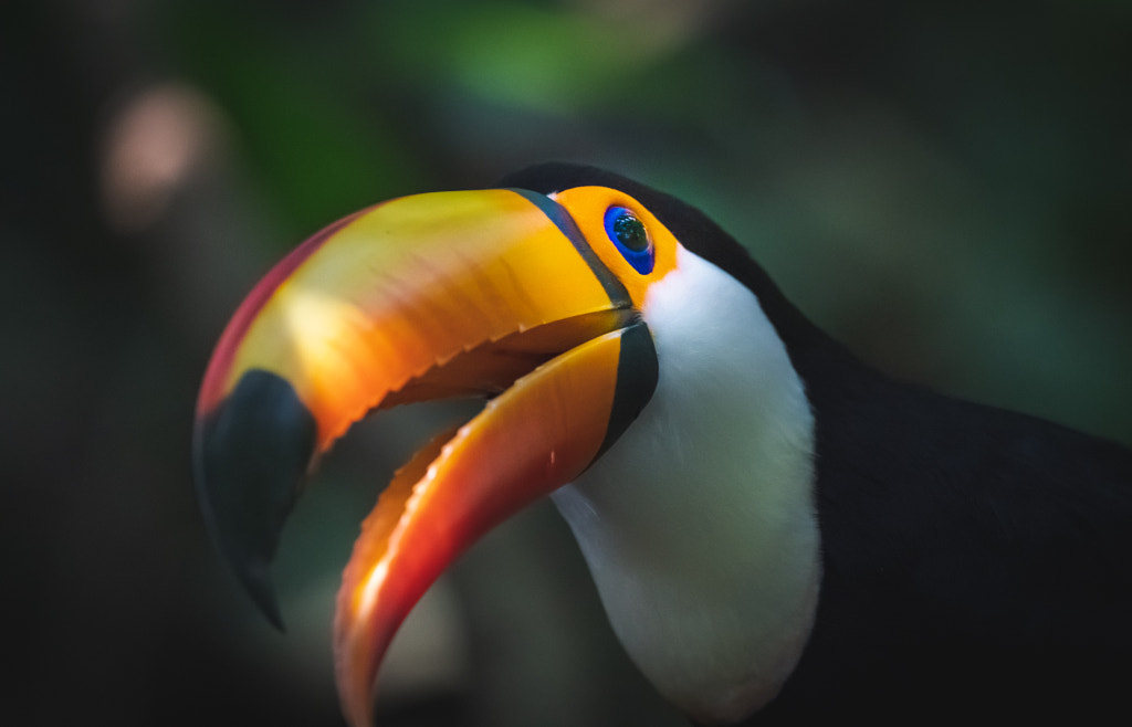 Animals by Stefan Staal | 500px