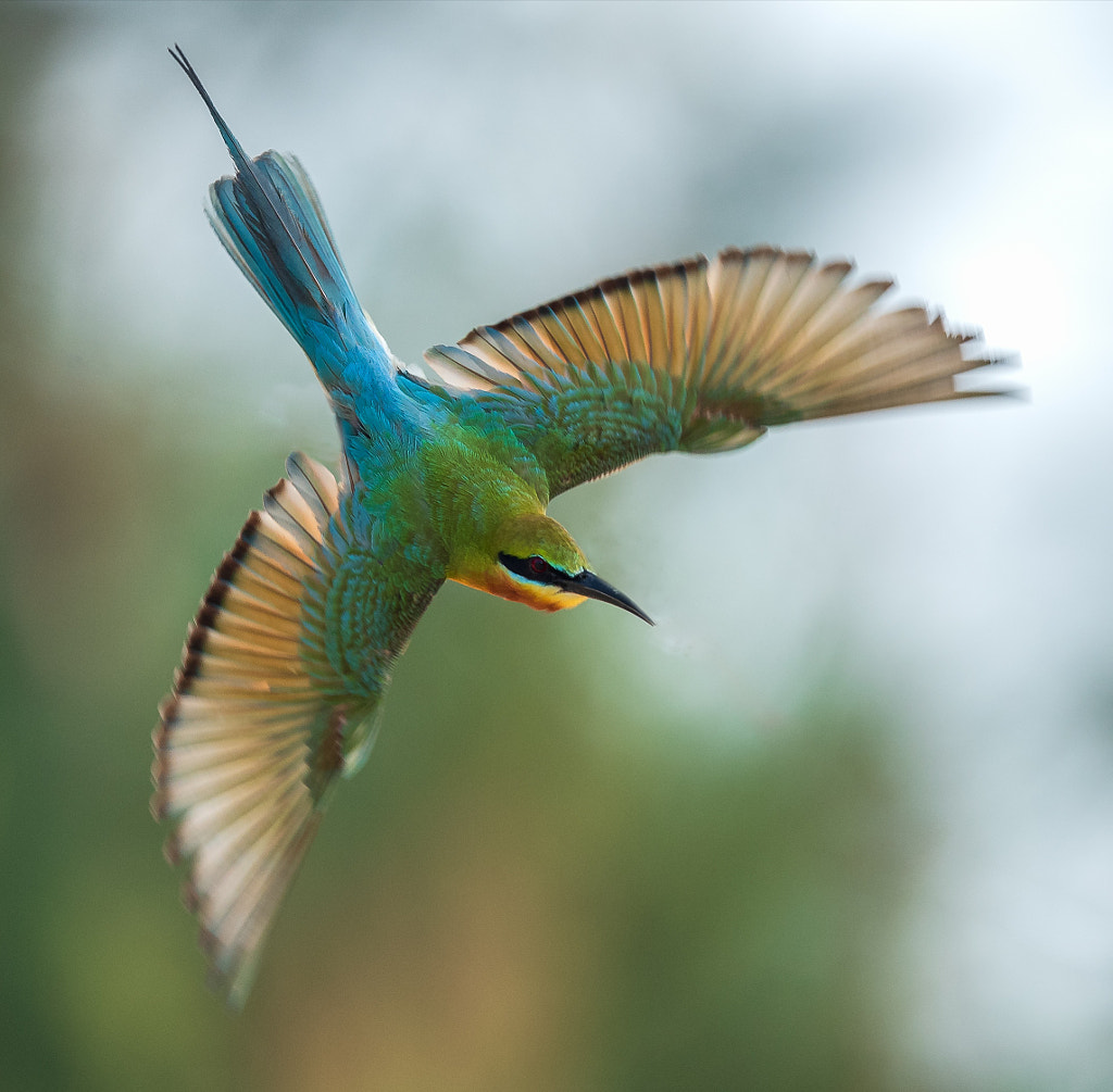 Aperture in photography | The essential guide for beginners - 500px