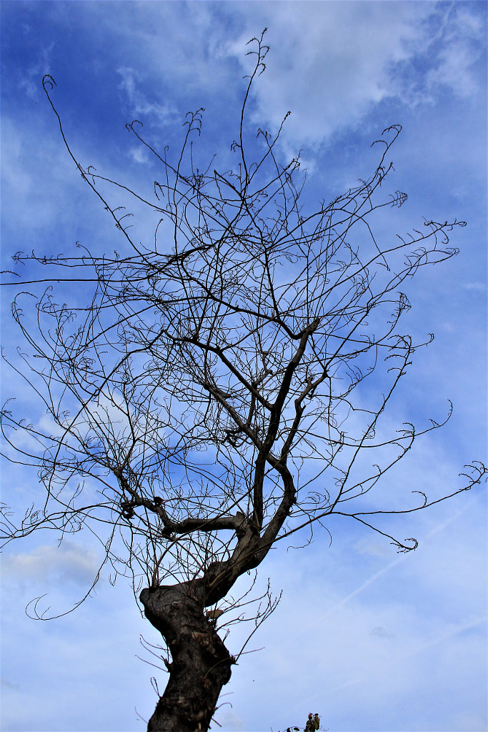 Bare Tree by Helen Liao / 500px