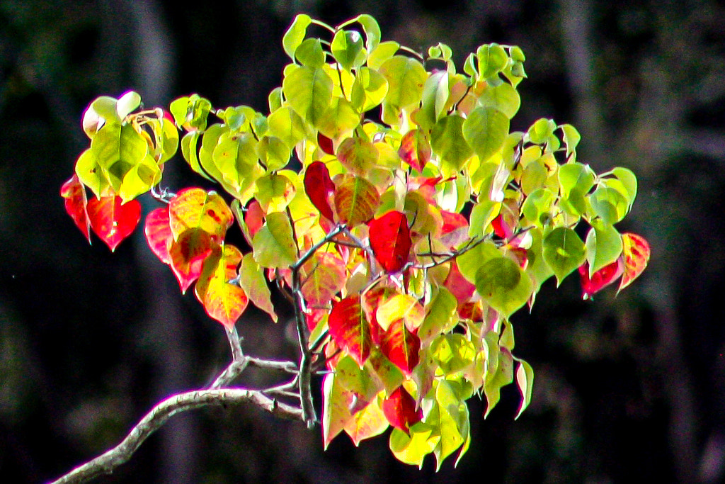 From Emerald to Ruby-Red and Back by Nadia Lukina / 500px
