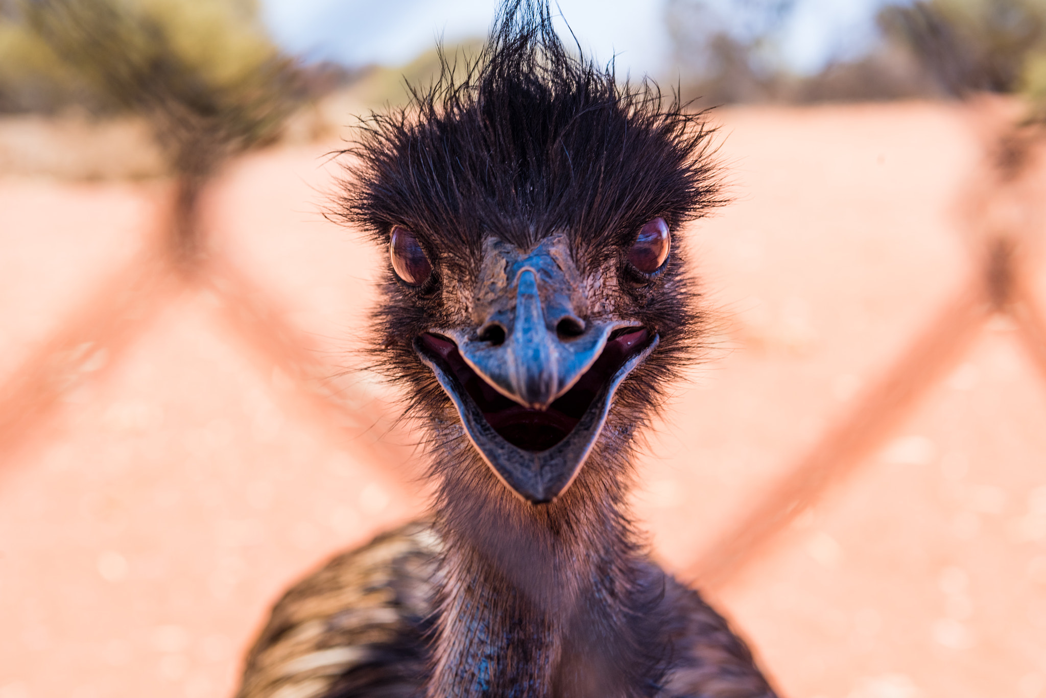 Meet EMU by Agnieszka Wieczorek / 500px