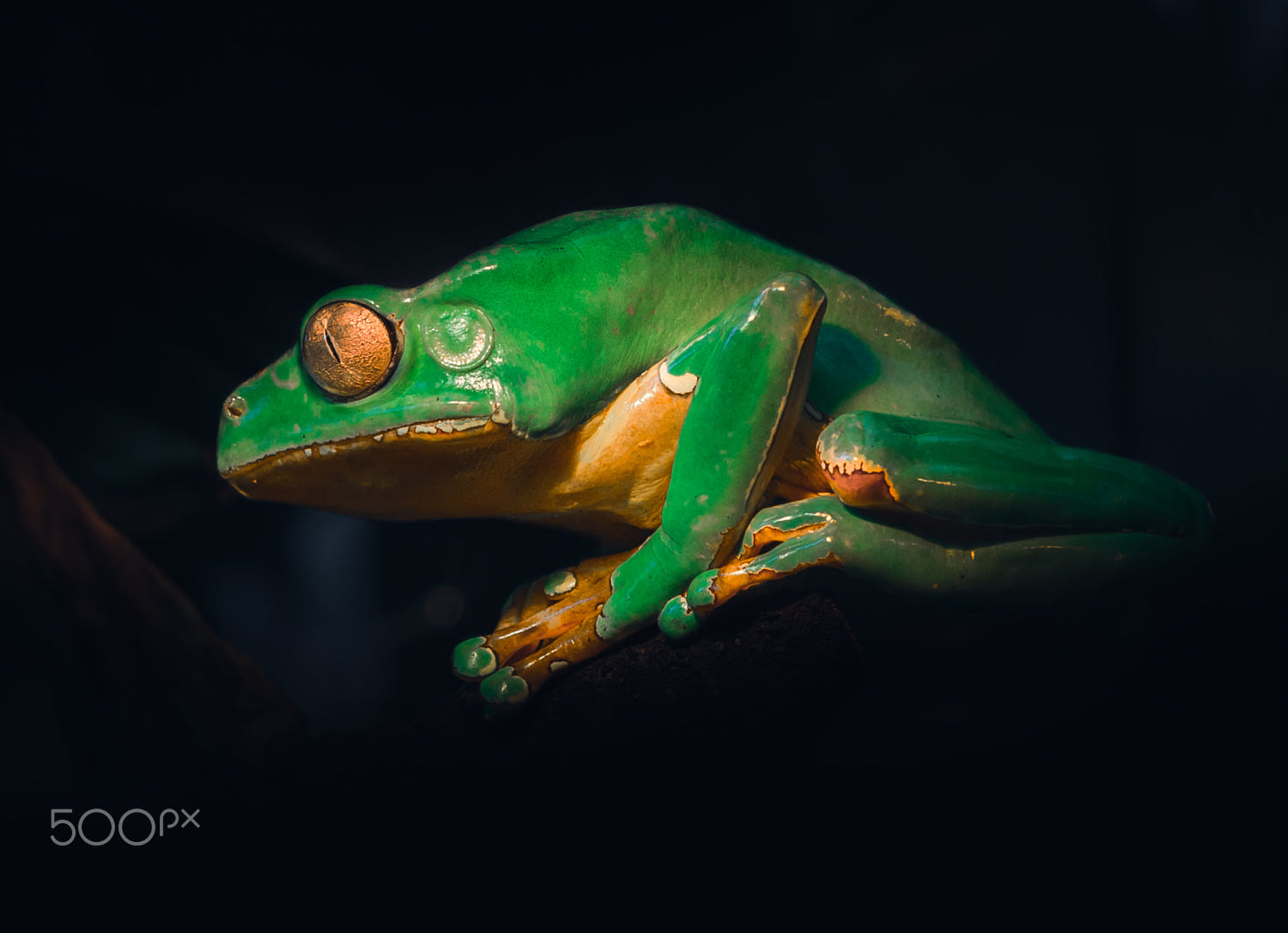 Giant Waxy Monkey Frog by James Arup / 500px