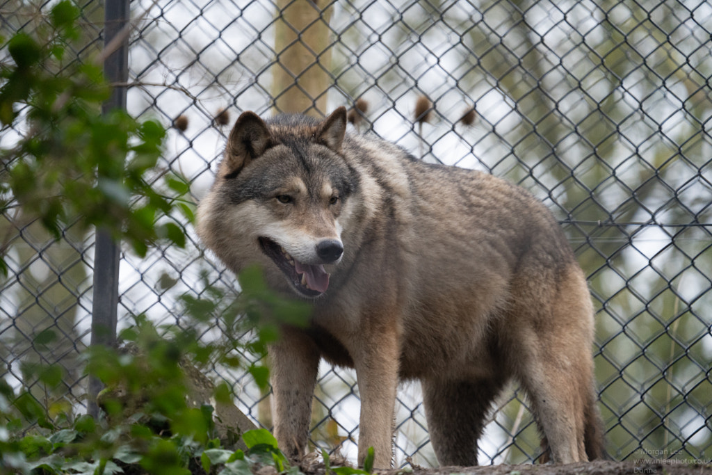 Wolfie by Morgan Lee / 500px
