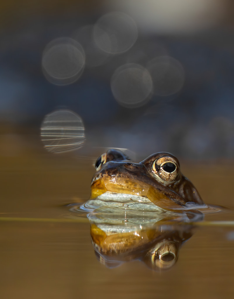 Sammakko, Common Frog by Teemu Heinonen / 500px