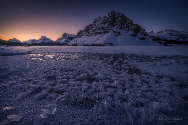 Polar bear Cub - funny face by Siddhardha Garige | 500px