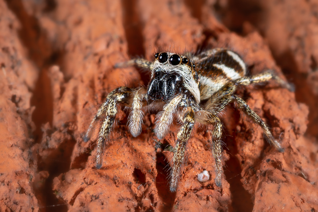 Zebra jumping spider by Ian Calland / 500px
